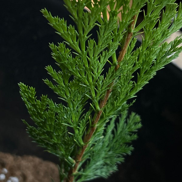 Giant Sequoia Tree Seed Grow Kit the Jonsteen Company - Etsy