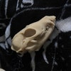 Red Fox Skull • Replica Animal Skull • 3D Printed - Etsy