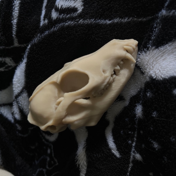 Red Fox Skull • Replica Animal Skull • 3D Printed - Etsy