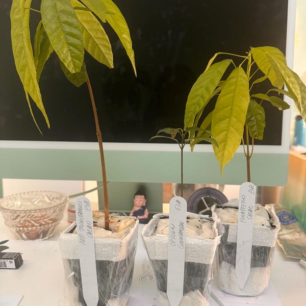 FORASTERO Theobroma Cacao Cocoa Chocolate Fruit Tropical Tree Potted ...