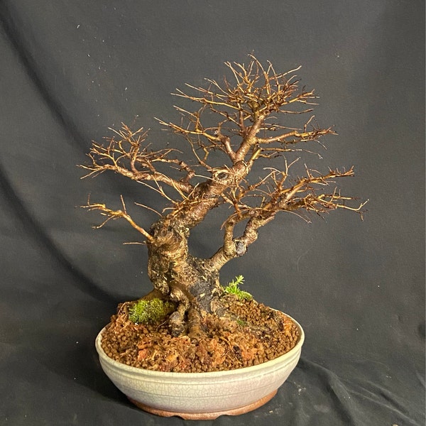 Small Unglazed Round Bonsai Pot 5 3/4 - Etsy