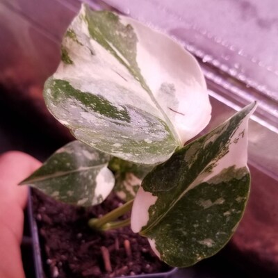 Hoya Macrophylla Albo-marginata, HOYA MACROPHYLLA VARIEGATA Plant Live ...
