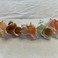 Strawberry Top Seashells clanculus Puniceus Craft Shells 1/23/4 5 ...