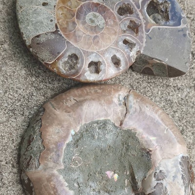 UV Reactive Calcite Geode From Muldraugh Hill Kentucky Large - Etsy