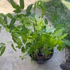 Giloy (tinospora Cordifolia) or Guduchi Plant Sold From Cutting W/o ...
