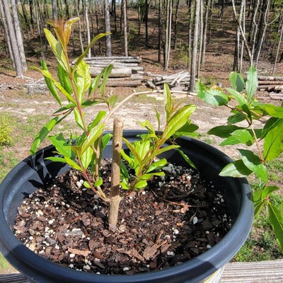 HUGE 5' Dwarf Grafted 'little Cado' wurtz Tree - Etsy