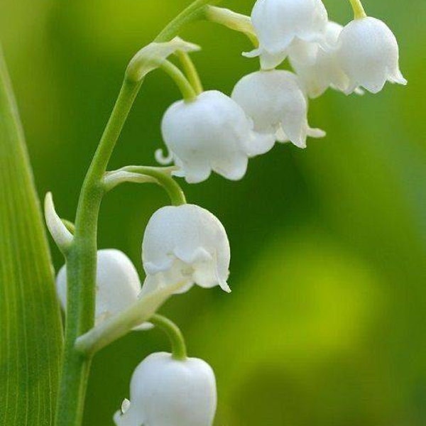 Vampire Transformation Spell | Very Powerful Vampire Spell to Make You ...