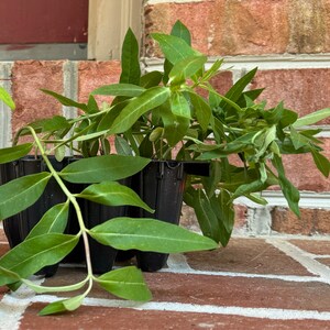 Schoenoplectus Pungens Common Threesquare Bareroot Live Plant Wetland ...