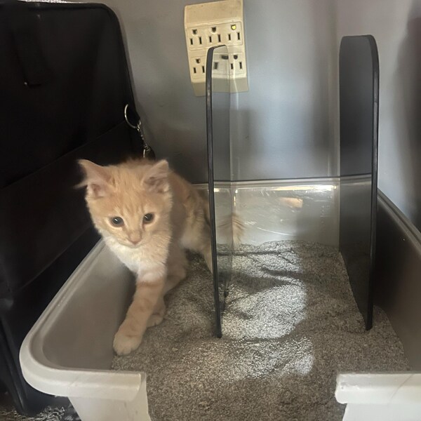 Pate's Feeder *the Original* Feeding Solution for Cats With Cerebellar ...