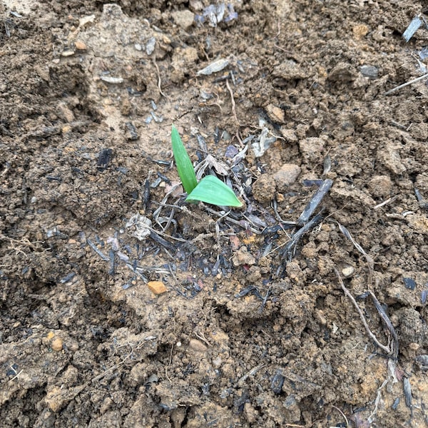 15 Wild Ramps Bulbs Wild Leeks Allium Tricoccum Bare Root Wildflower ...