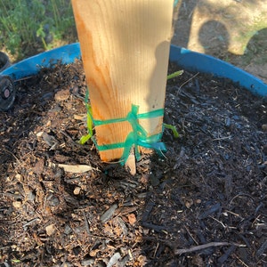 Spanish Lime Seedling mamoncillo Verde Melicoccus | Etsy