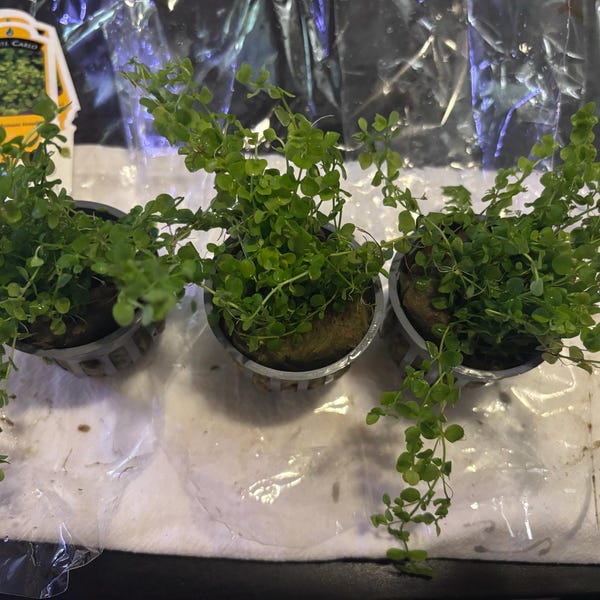 BUY2GET1FREE Java Moss, Bogor Moss Aquarium Plant Easy Aquarium Plant ...