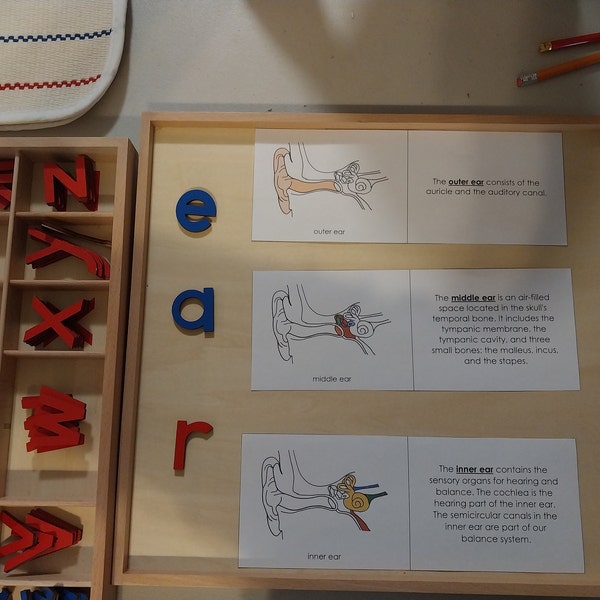 Living and Non-living Sorting Cards & Control Chart - Science ...