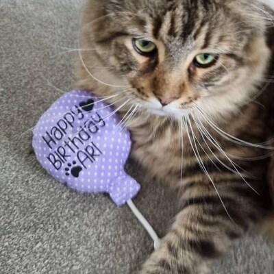 Personalised Catnip Fabric Birthday Balloon, Gotcha Day Gift, Cat ...
