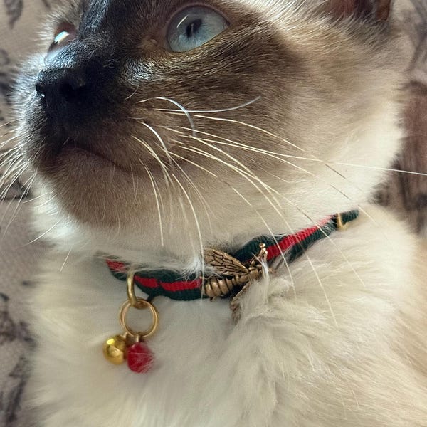 Pearl Cat Collar/sky Blue Cat Collar/light Blue Collar/puppy and Kitten ...