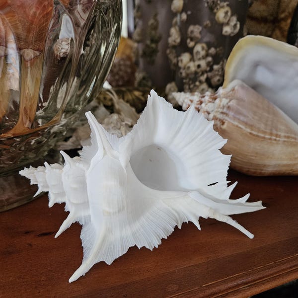 SET of 20 Real CAPIZ Shells Seashell Sea Ocean Craft Crafts 3" Across ...