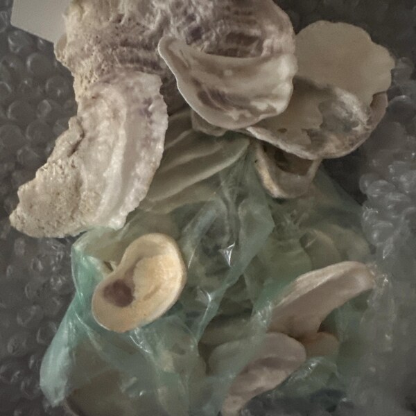 NATURAL SHELL FRAGMENTS ~ 10-100pcs ~ Wampum ~ Smooth Surf Tossed ...