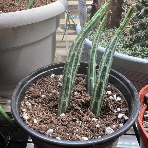 Pickle Plant, Little Pickles, Rare Succulent, Live Plant in 4'' Pot - Etsy