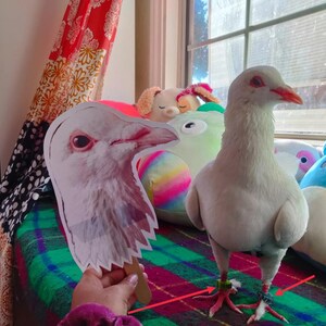 Personalized Chicken or Bird Leg Band Name Band - Etsy Australia