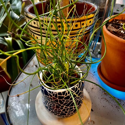 2 Juncus Spiral corkscrew Reed - Etsy