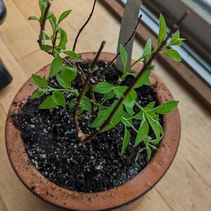 Salix Koriyanagi 'rubykins' Korean Basket Willow - Etsy