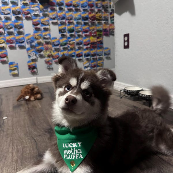 Funny Dog Bandana, Mom's Personal Stalker, Slides on Over the Collar ...