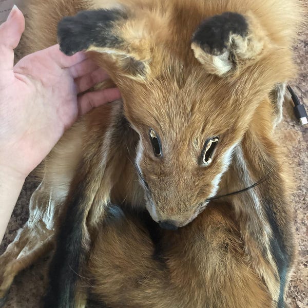 2 Mud Turtle Shells - Etsy