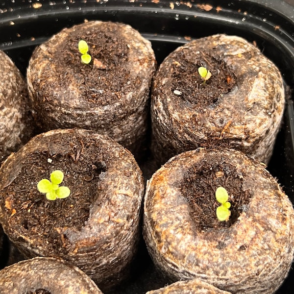 PERENNIAL | Hollyhock CHATER'S Double Triumph Mix | 20 Seeds | Althea ...