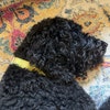 Giraffe Print Dog Collar by Swanky Pet - Etsy