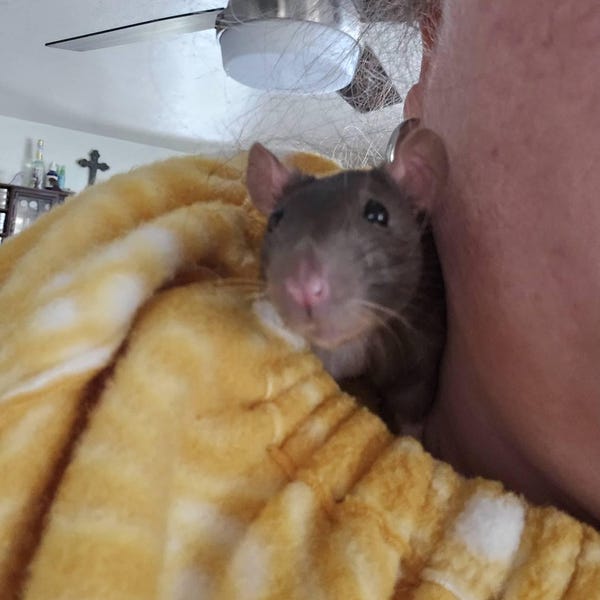 Ratoob, Real Red - Etsy