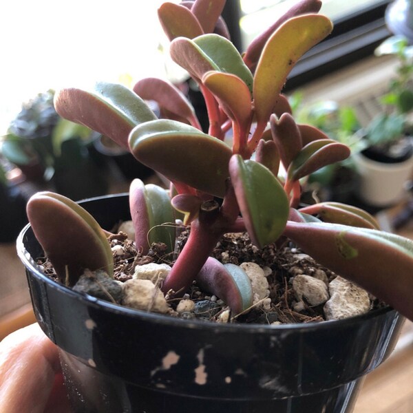 Peperomia Ruby Glow | 4 Inch | Live Succulent Plant | Indoor Plant | - Etsy