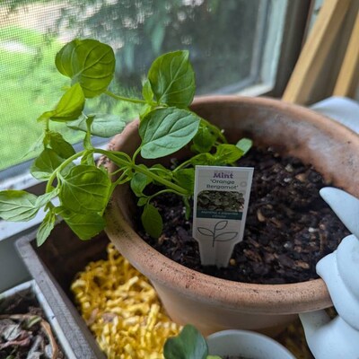 Aztec Sweet Herb Lippia Dulcis Plant - Etsy