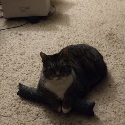 Sir Reginald Kick Stick Cat Toy Organic Catnip Kicker Toy - Etsy