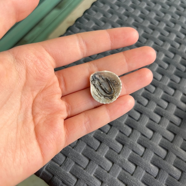 100pc Cat’s Paw Seashells - Etsy