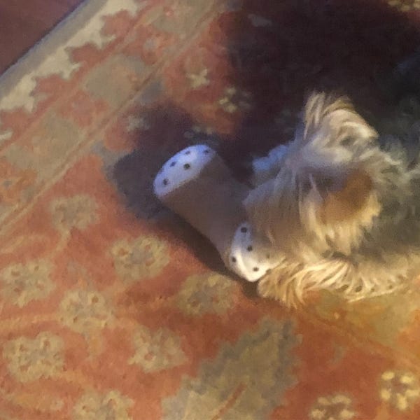 Catnip Cannoli Cat Toy - Etsy