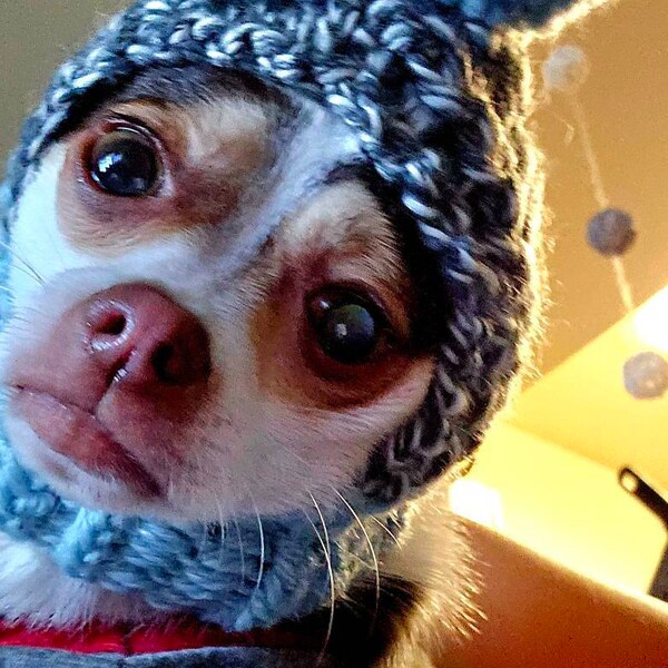 Chartreuse Knit Wool Hat for Small Dog Puppy Hood Chihuahua Clothes ...