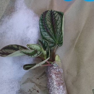 Peperomia Dragon Skin Starter Plant ALL STARTER PLANTS Require You to ...