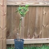 Cat Saigon Thai Mango TREE GRAFTED (2-4 Feet Tall). Ship to All States ...