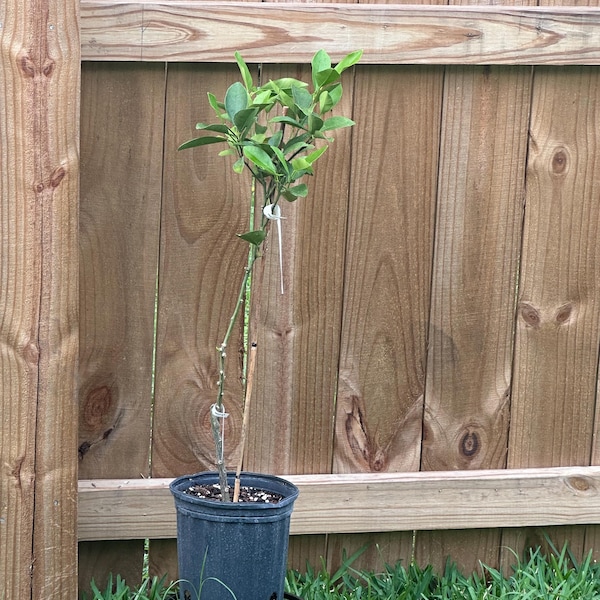 Grafted Dwarf CARA CARA Navel Orange Citrus Tree 2-3ft Tall. We Ship to ...