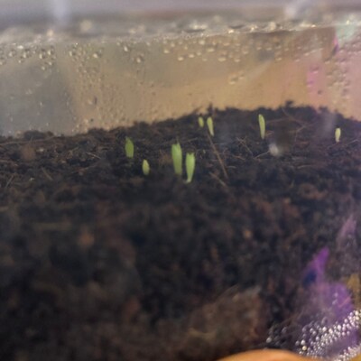 Hildewintera Colademononis Monkey Tail Cactus Seeds Super Furry Hybrid ...