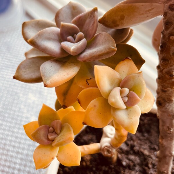 4,5"echeveria Pushke Rare Korean Succulent - Etsy