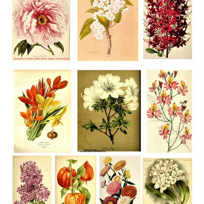 Precious Flowers Digikit Digital Kit Digital Printable Digital Digi Kit ...