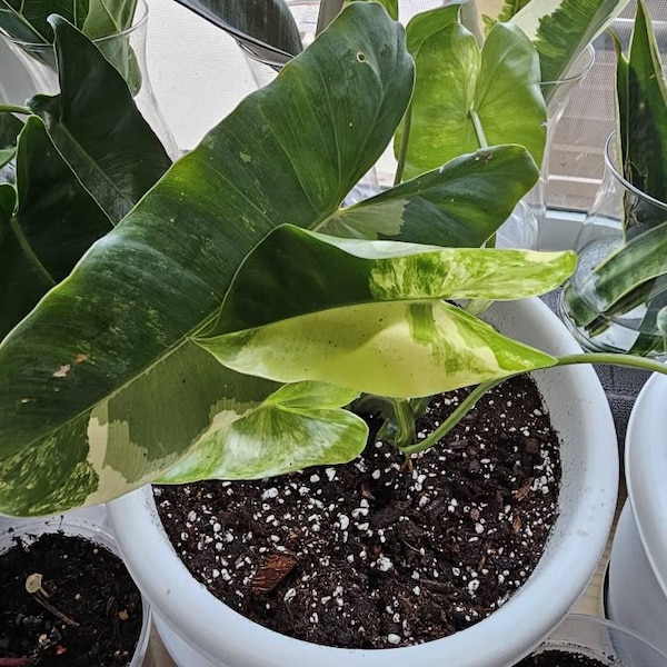 Ixora Taiwanese Red in 6" Pot, Carmen Dwarf Red, Ixora - Etsy