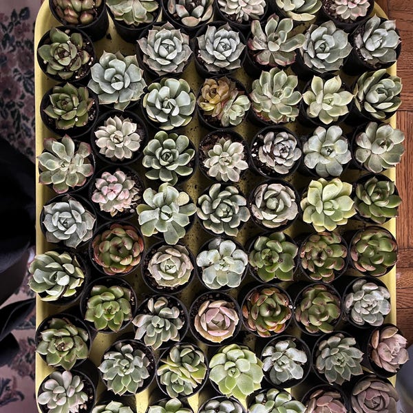 36/40/50 Pack Live Succulent & Mini Metal Buckets--wedding Party Favor ...