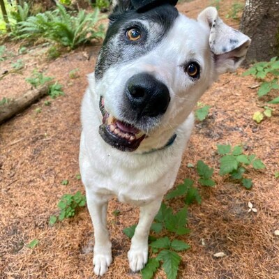 Modified Hoxsey With or Without Boneset - Etsy