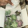 Mystery 9 Pack of 2 ”potted Succulents Variety Pack - Etsy