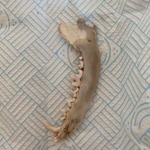 A Single English Red Fox Jaw Bone Ideal for Crafting. - Etsy Canada