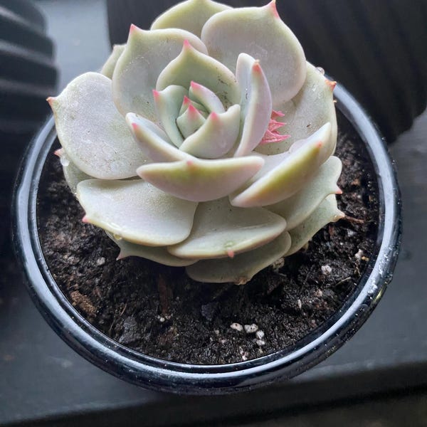 Blue Glow Agave | 3 Gallon | Live Succulent Plant | Cactus | Indoor ...