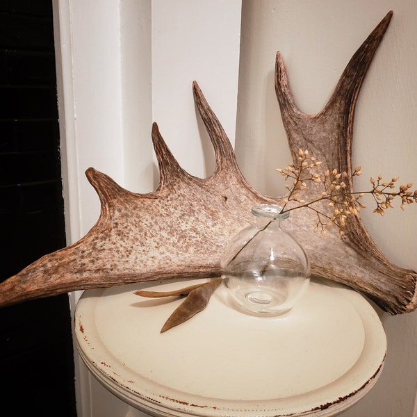 10 Real Deer Antler Sheds Decorations Crafts Rustic Antlers Display ...