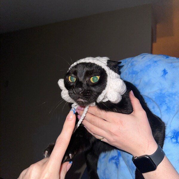 Powdered Wig, Hats for Cats, Barristers Wig, Judge Wig, Pet Costumes ...